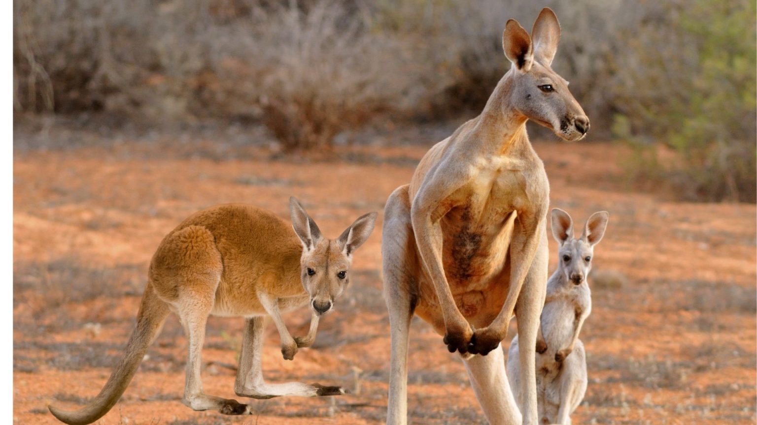 Discover the extraordinary animals that survive in the Sahara Desert ...